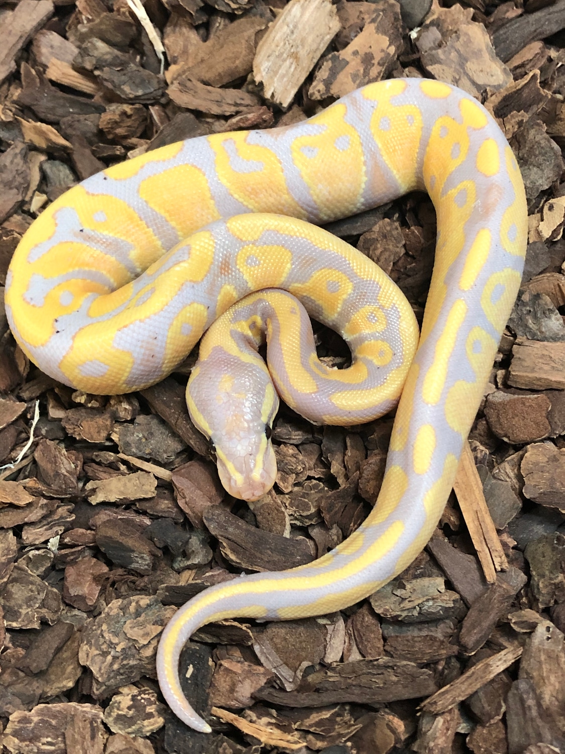 Banana Het Pied Ball Python by Rustys-balls - MorphMarket