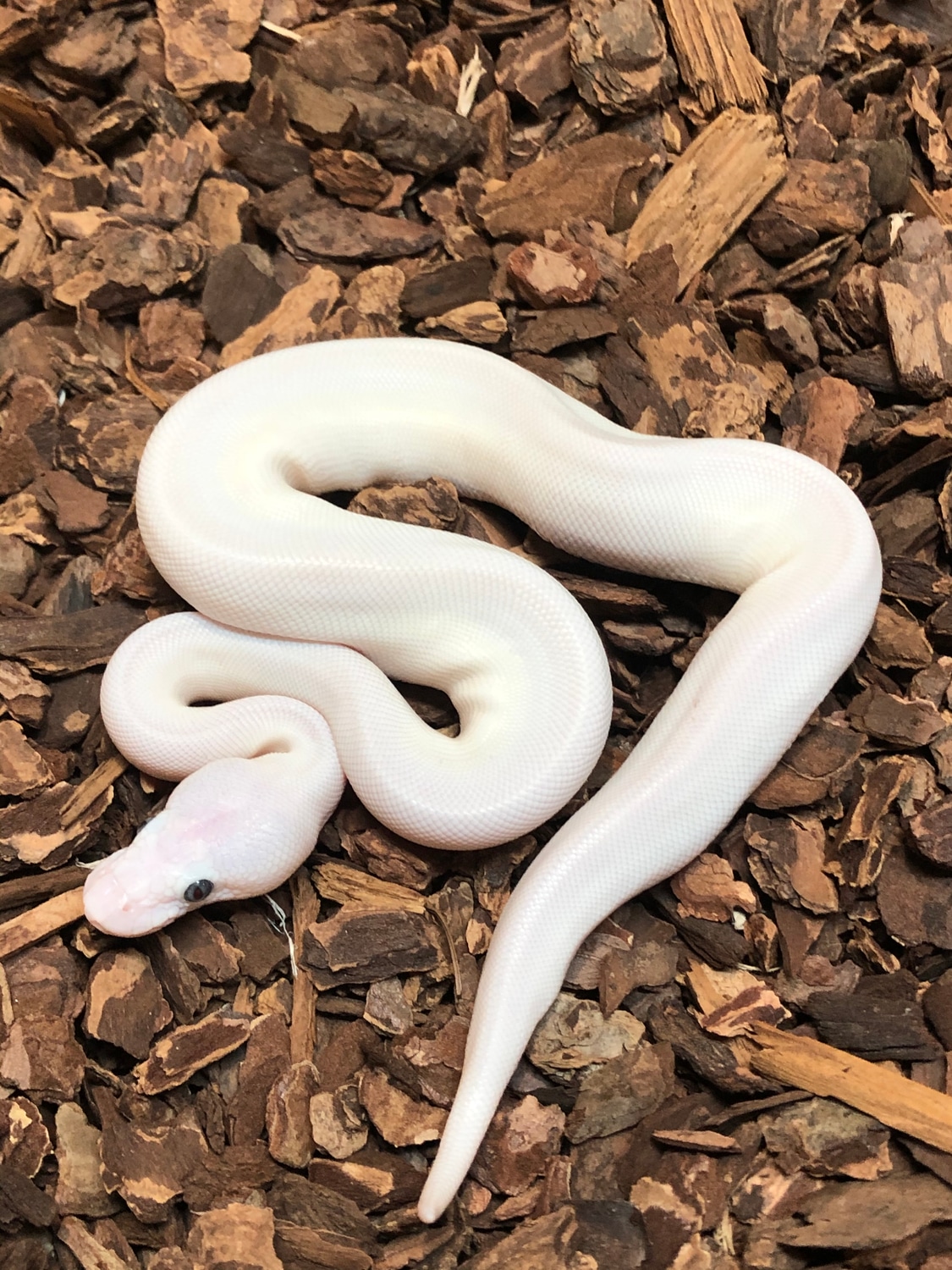 Lesser Mojave Blue Eye Lucy Ball Python by Rustys-balls - MorphMarket