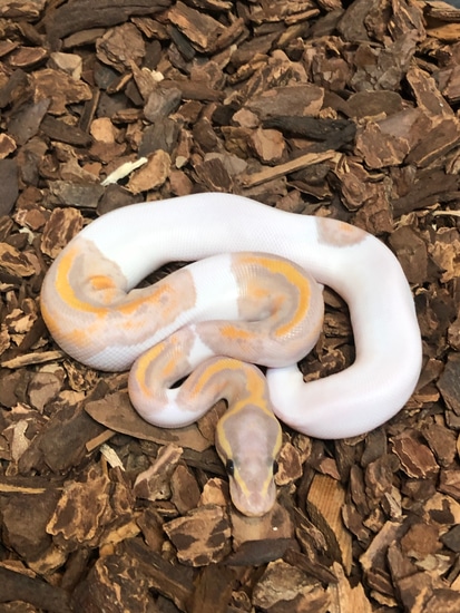 Banana Pied Ball Python by Rustys-balls