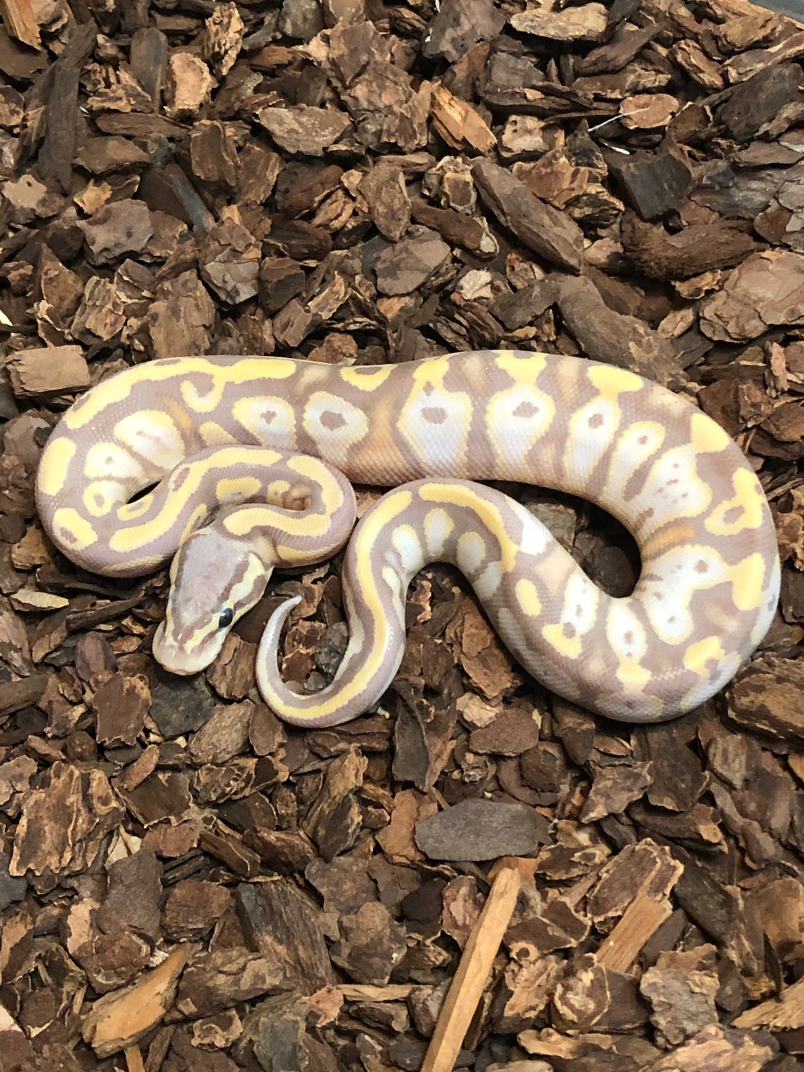 Pastel Banana Het Pied Ball Python by Rustys-balls - MorphMarket