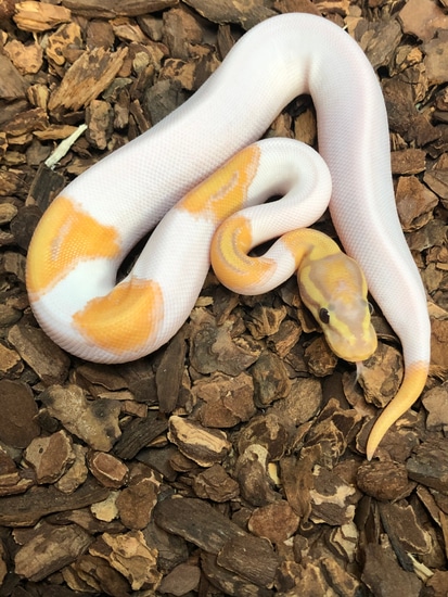 Banana Pied Ball Python by Rustys-balls