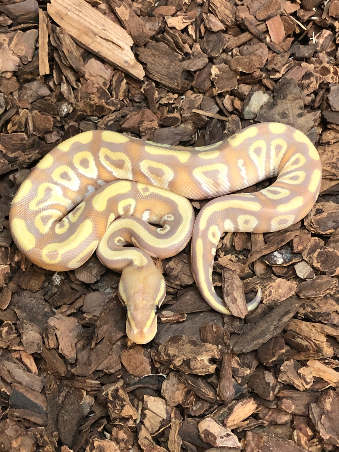 Banana Mojave Het Clown Ball Python by Rustys-balls - MorphMarket