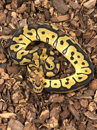 Clown 100% Het Hypo Ball Python by Rustys-balls