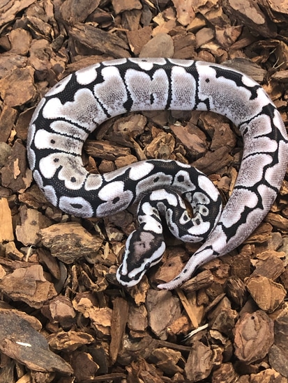 Axanthic (VPI) Spider Ball Python by Rustys-balls