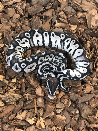 Axanthic (VPI) Ball Python by Rustys-balls