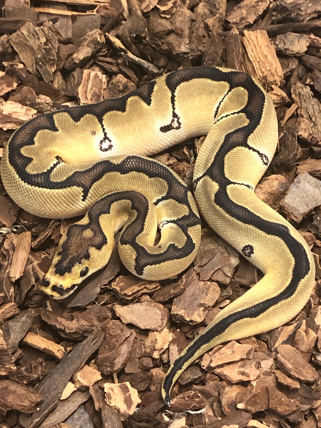 Enchi Clown Ball Python by Rustys-balls - MorphMarket