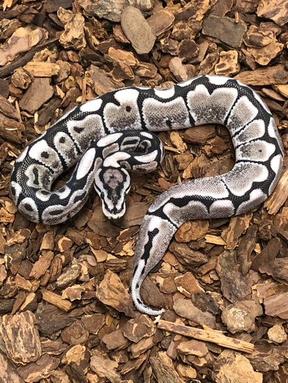 Axanthic VPI Spider Ball Python by Rustys-balls