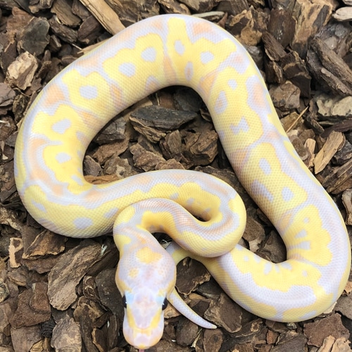 Rustys-balls.com - MorphMarket