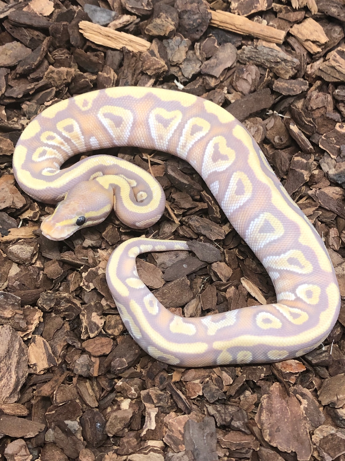 Banana Mojave Hypo Het Clown Ball Python by Rustys-balls - MorphMarket