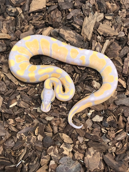 Banana Het Pied Ball Python by Rustys-balls