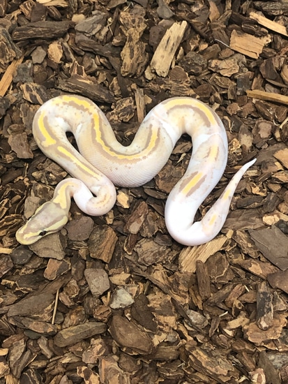 Banana Pastel Pied Ball Python by Rustys-balls