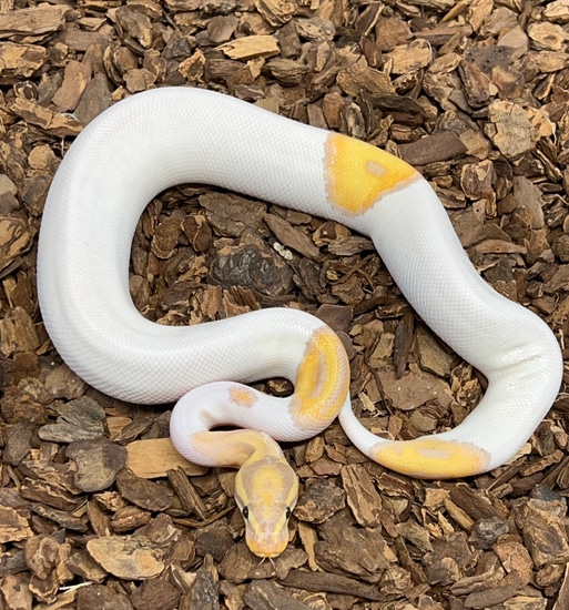 Banana Pied Ball Python by Rustys-balls