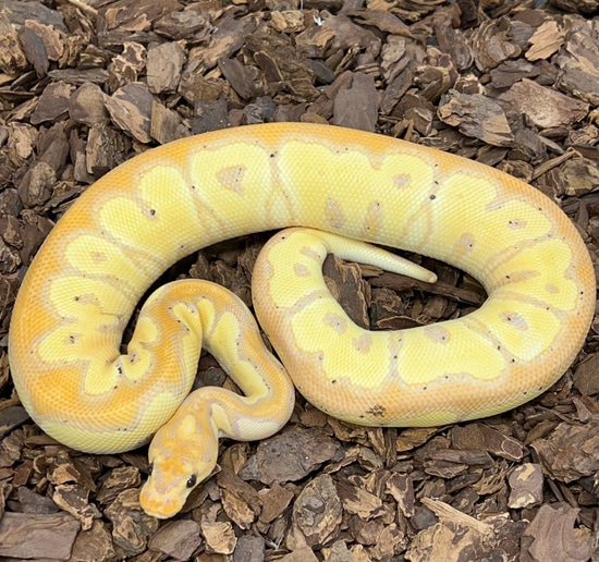 Banana Clown 50% Het Hypo Ball Python by Rustys-balls
