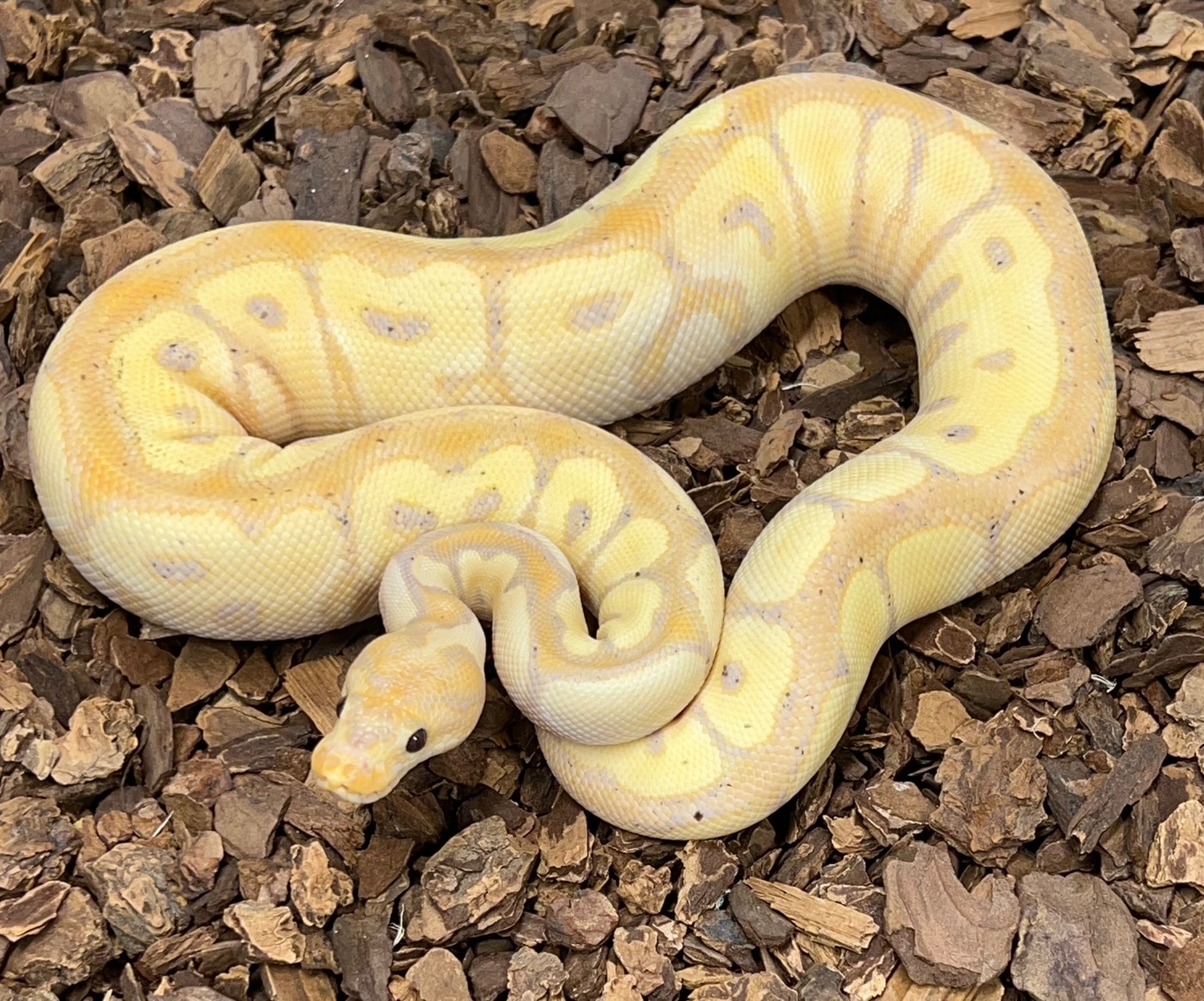 Banana Clown 50% Het Hypo Ball Python by Rustys-balls - MorphMarket