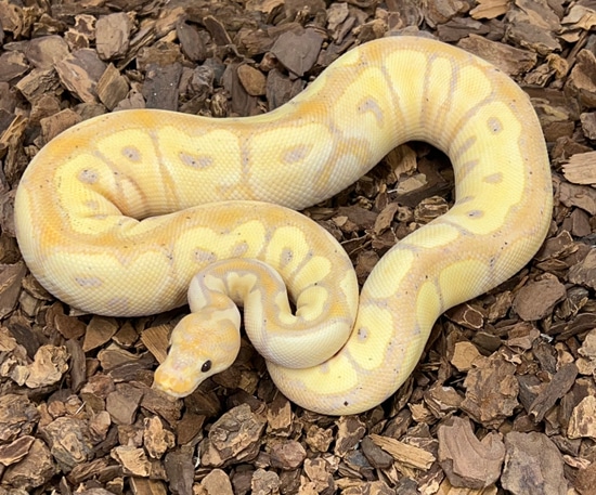 Banana Clown 50% Het Hypo Ball Python by Rustys-balls