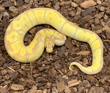 Banana Clown 50% Het Hypo Ball Python by Rustys-balls.com - MorphMarket