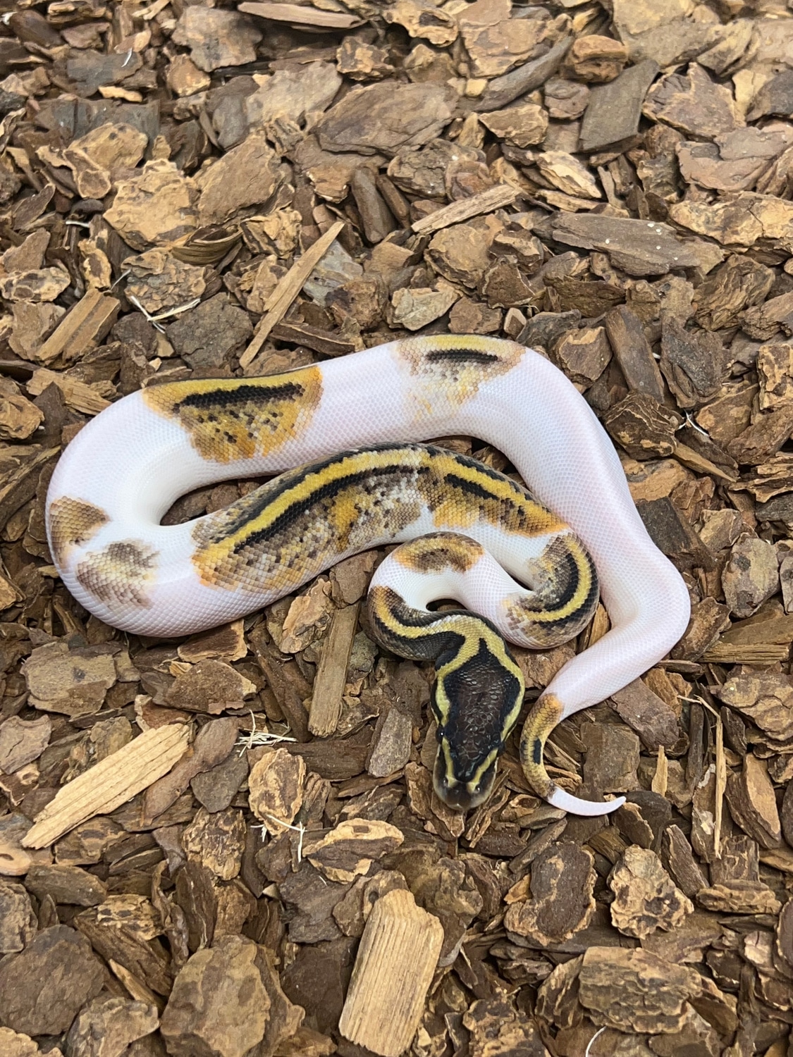 Pastel Pied Ball Python by Rustys-balls - MorphMarket