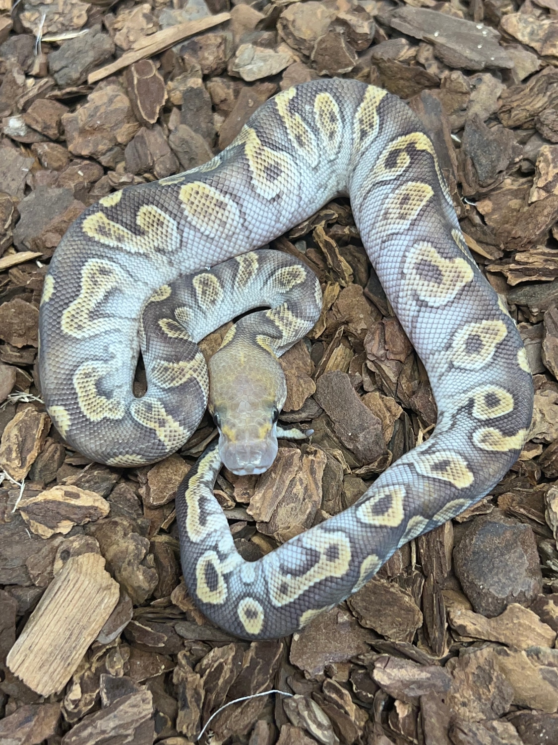 GHI Mojave Clown Ball Python by Rustys-balls - MorphMarket