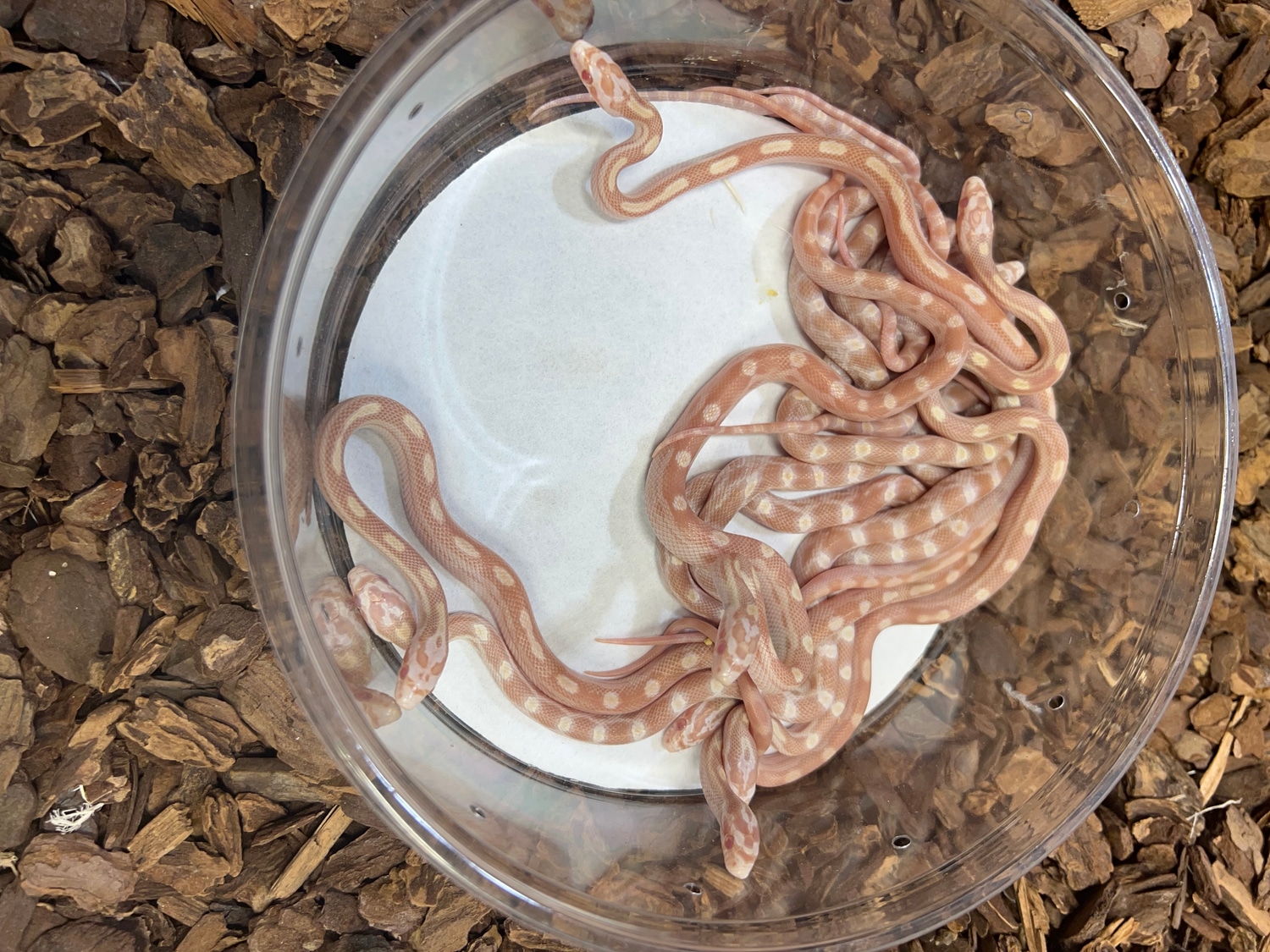 Rustys-balls's Collection - MorphMarket