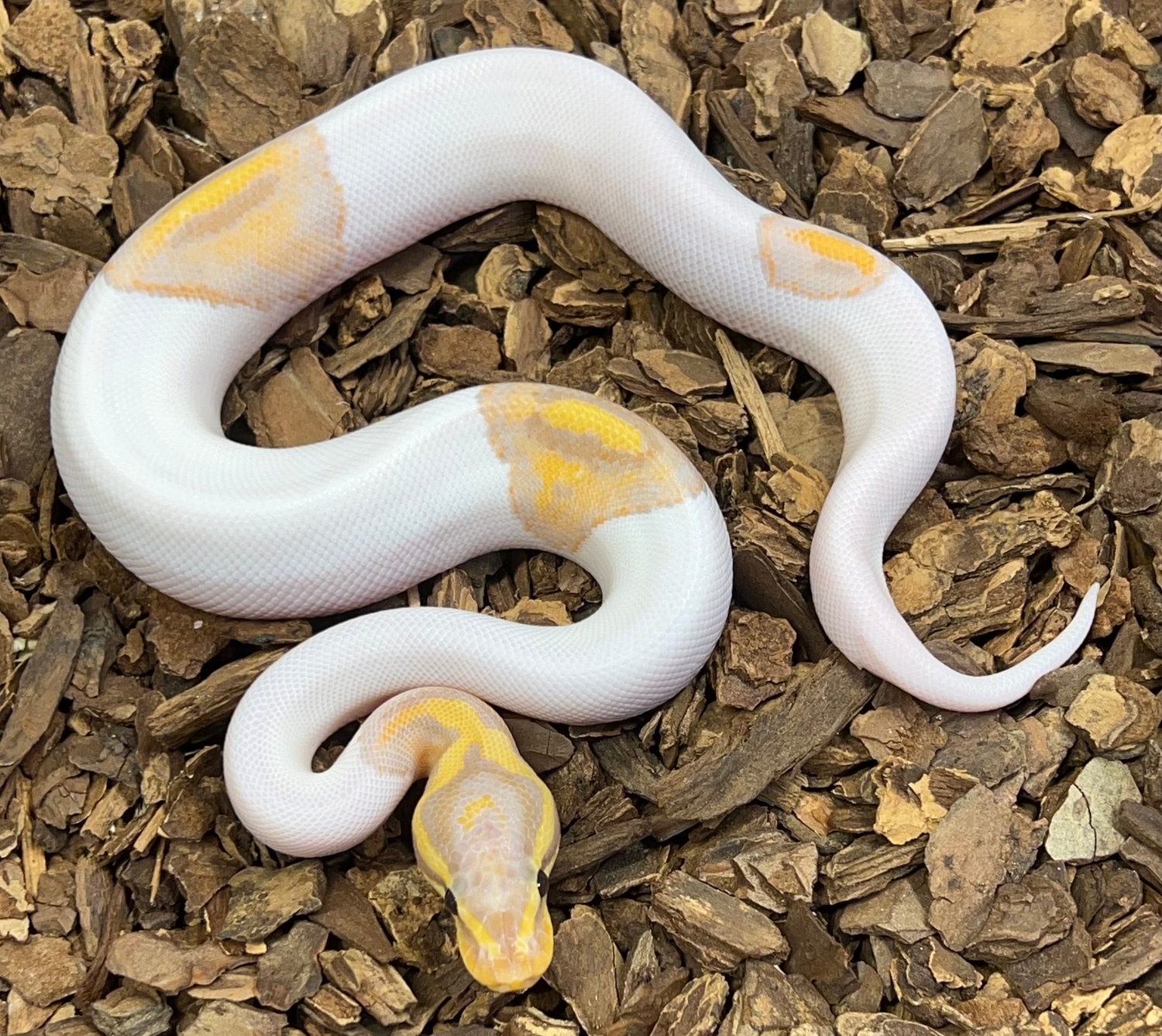 Banana Pied Ball Python by Rustys-balls - MorphMarket