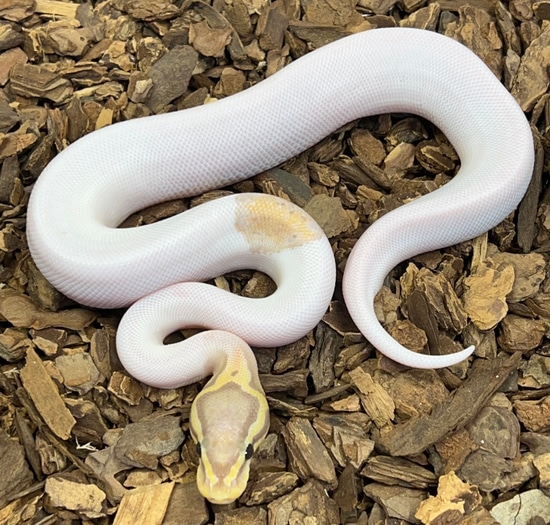 Banana Pied Ball Python by Rustys-balls