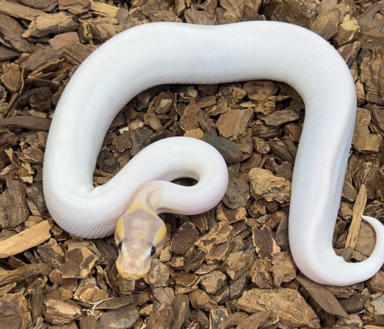 Banana Pied Ball Python by Rustys-balls