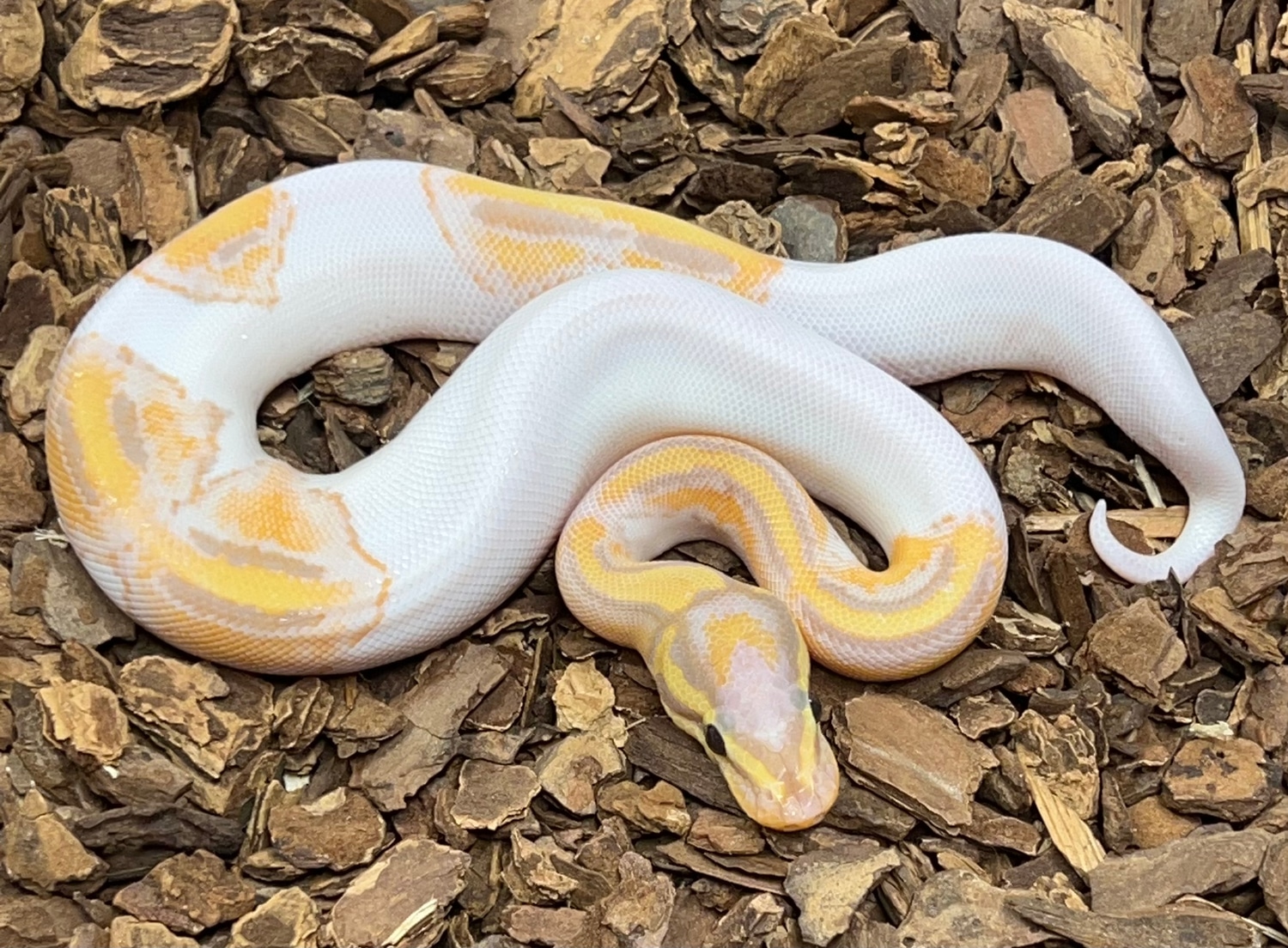 Banana Pied Ball Python by Rustys-balls - MorphMarket