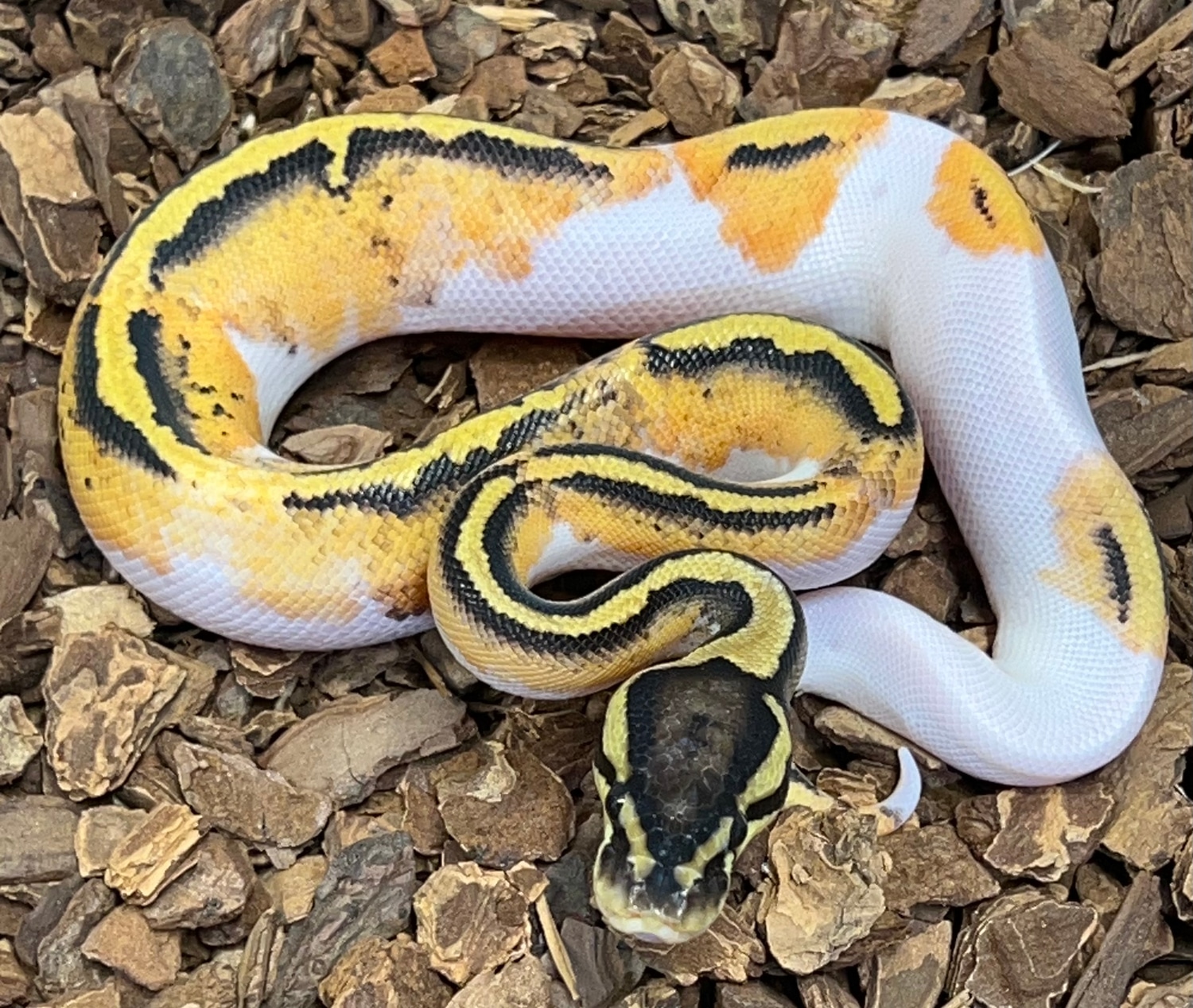 Pastel Pied Ball Python by Rustys-balls - MorphMarket