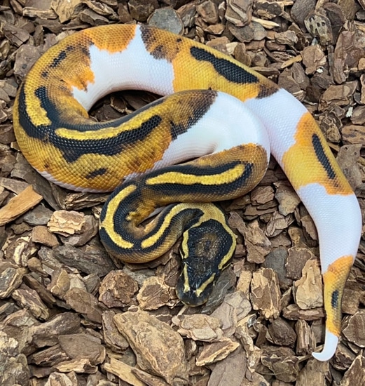 Pied Ball Python by Rustys-balls