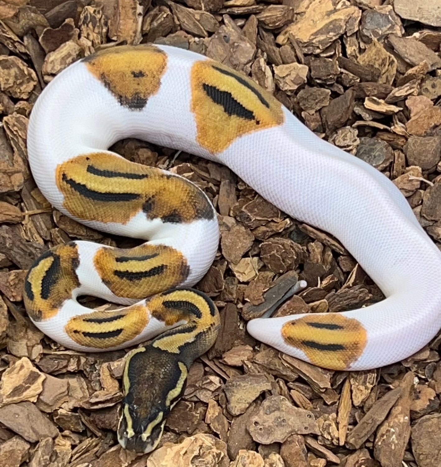 Pied Ball Python by Rustys-balls - MorphMarket