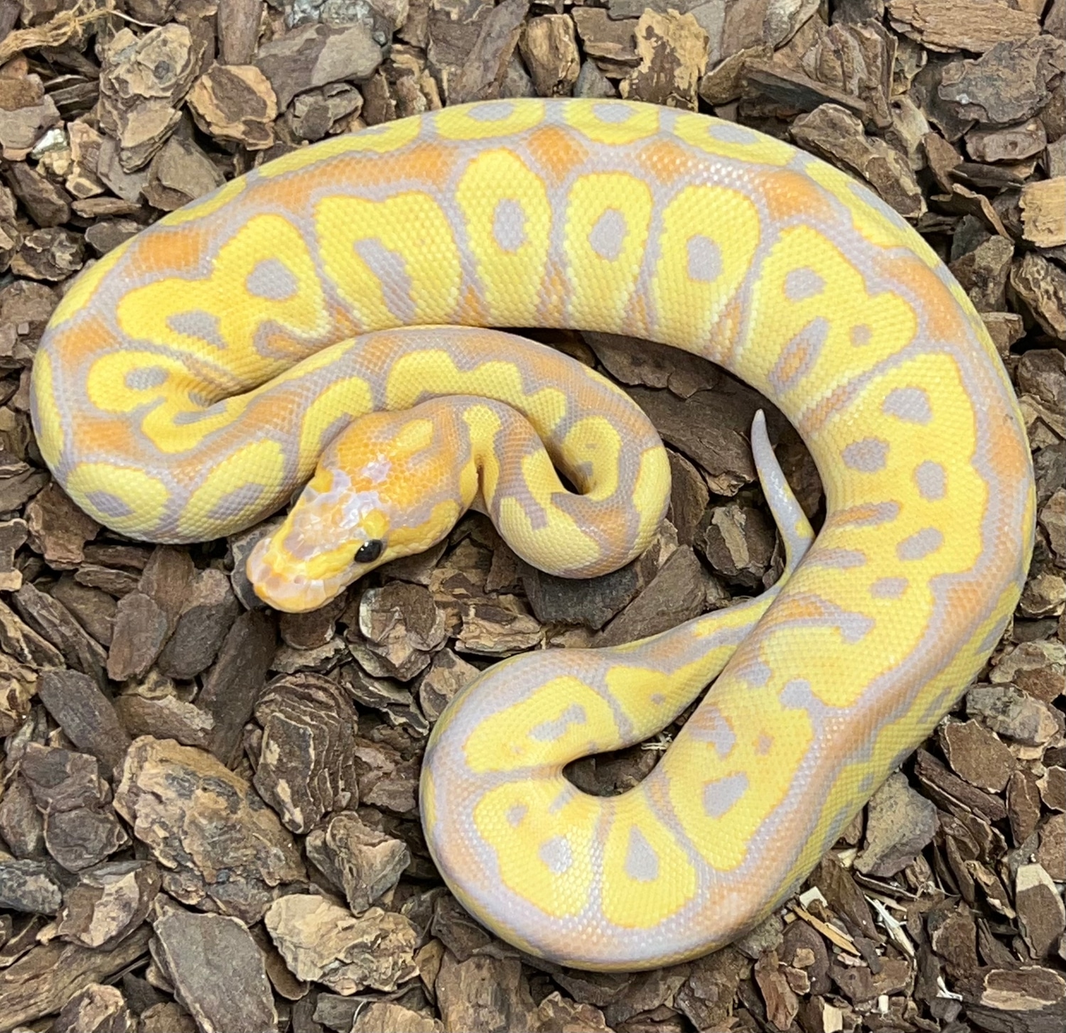 Banana Clown 50% Het Hypo Ball Python by Rustys-balls - MorphMarket