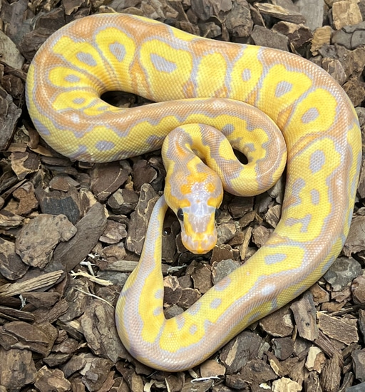 Banana Clown 50% Het Hypo Ball Python by Rustys-balls