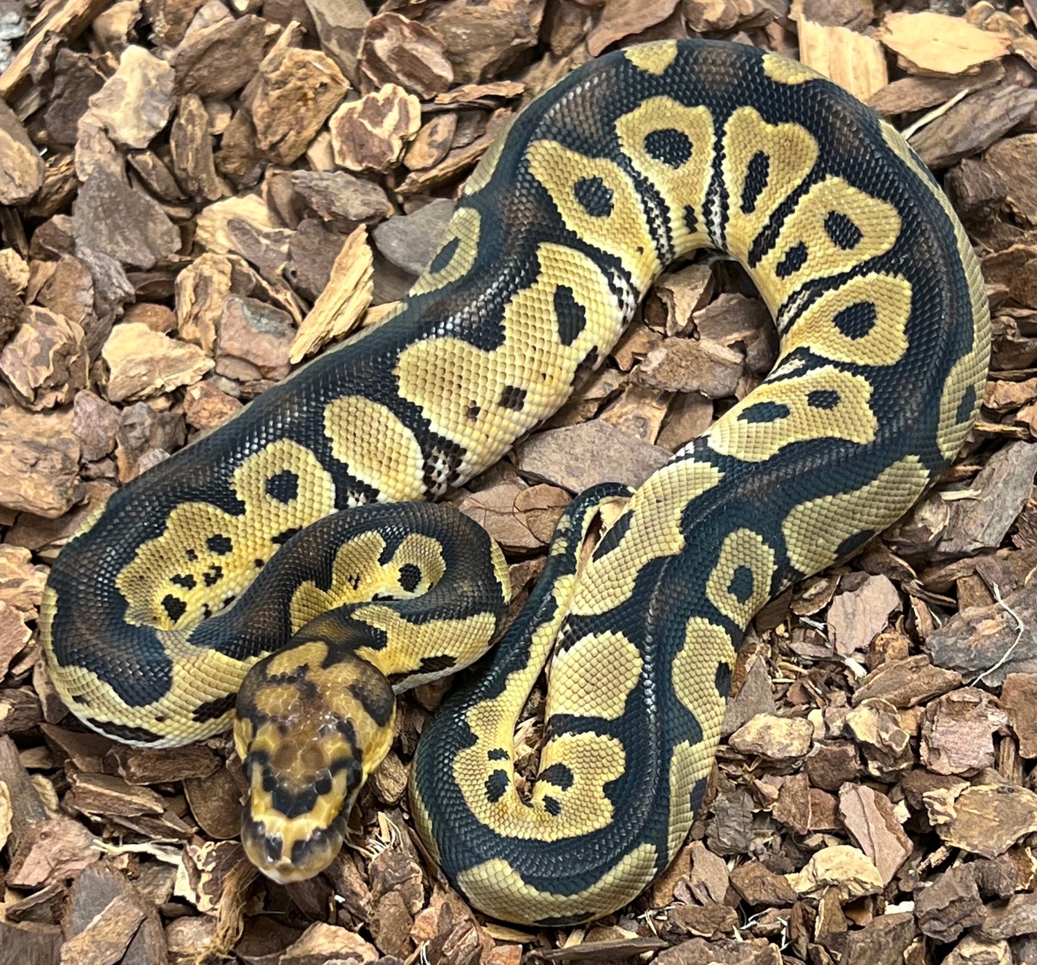 Clown Ball Python by Rustys-balls - MorphMarket