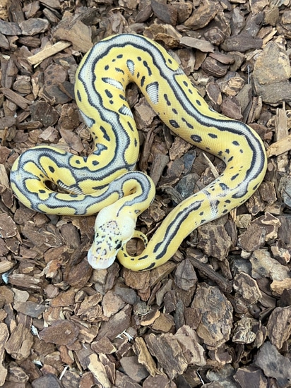 Super Pastel Leopard Clown 50% Het Hypo Ball Python by Rustys-balls