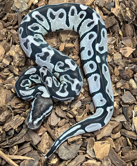 Axanthic VPI Ball Python by Rustys-balls
