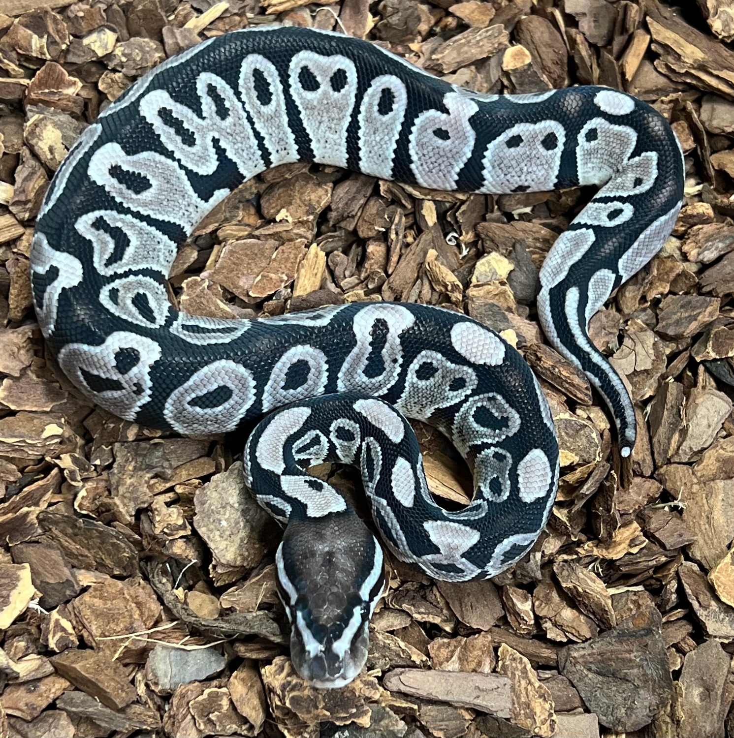 Axanthic VPI Ball Python by Rustys-balls - MorphMarket