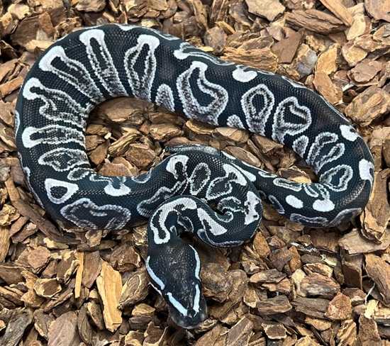 SALE. GHI Axanthic VPI Ball Python by Rustys-balls