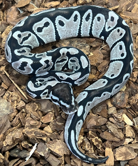 Axanthic VPI Ball Python by Rustys-balls