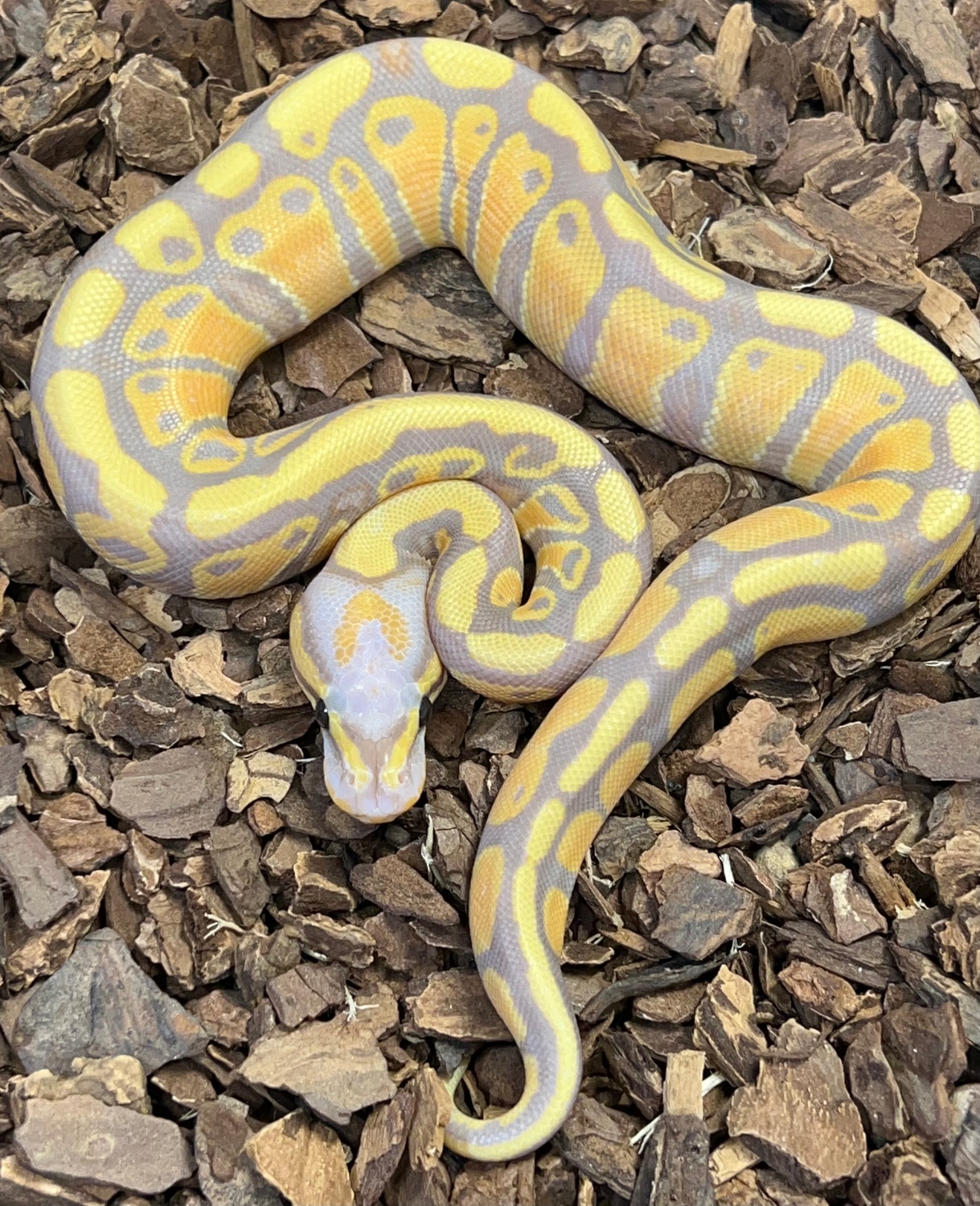 Banana Het Clown 50% Het Hypo Ball Python by Rustys-balls - MorphMarket