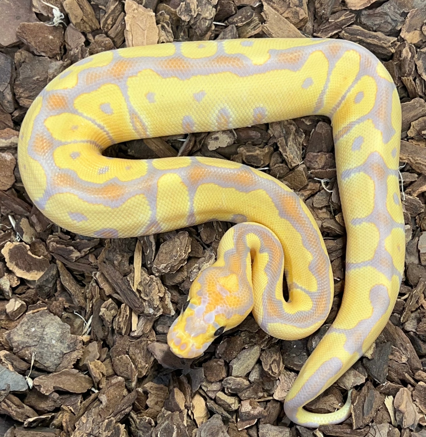 Banana Clown 50% Het Hypo Ball Python by Rustys-balls - MorphMarket