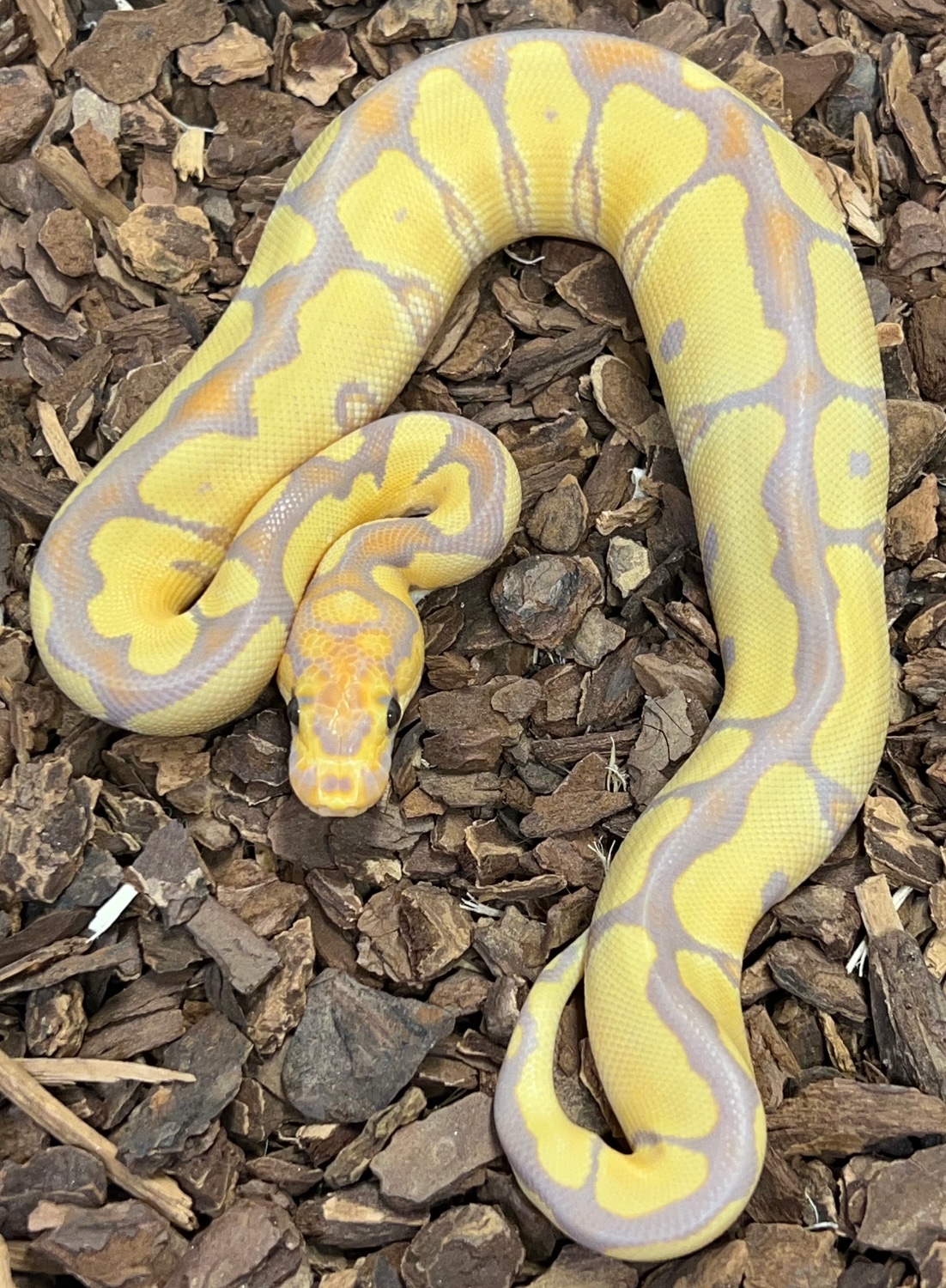 Banana Clown 50% Het Hypo Ball Python by Rustys-balls - MorphMarket