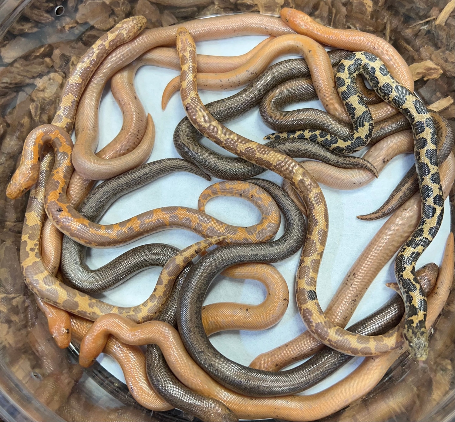 22 Stripe Paradox Albino Kenyan Sand Boa by Rustys-balls - MorphMarket