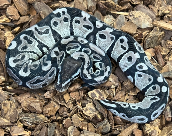 Axanthic VPI Ball Python by Rustys-balls