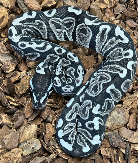 Axanthic VPI GHI Ball Python by Rustys-balls