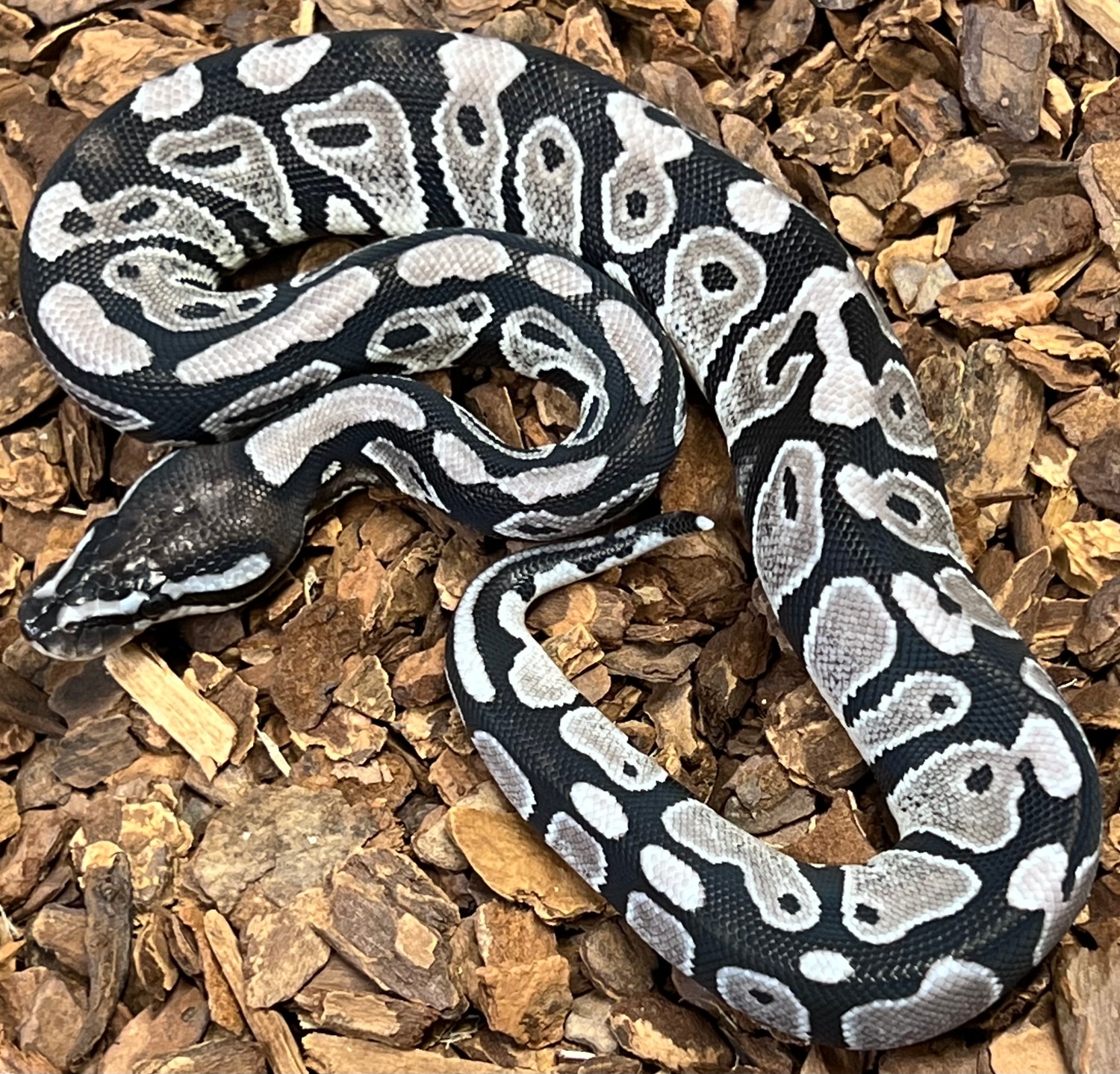 Axanthic VPI Ball Python by Rustys-balls - MorphMarket