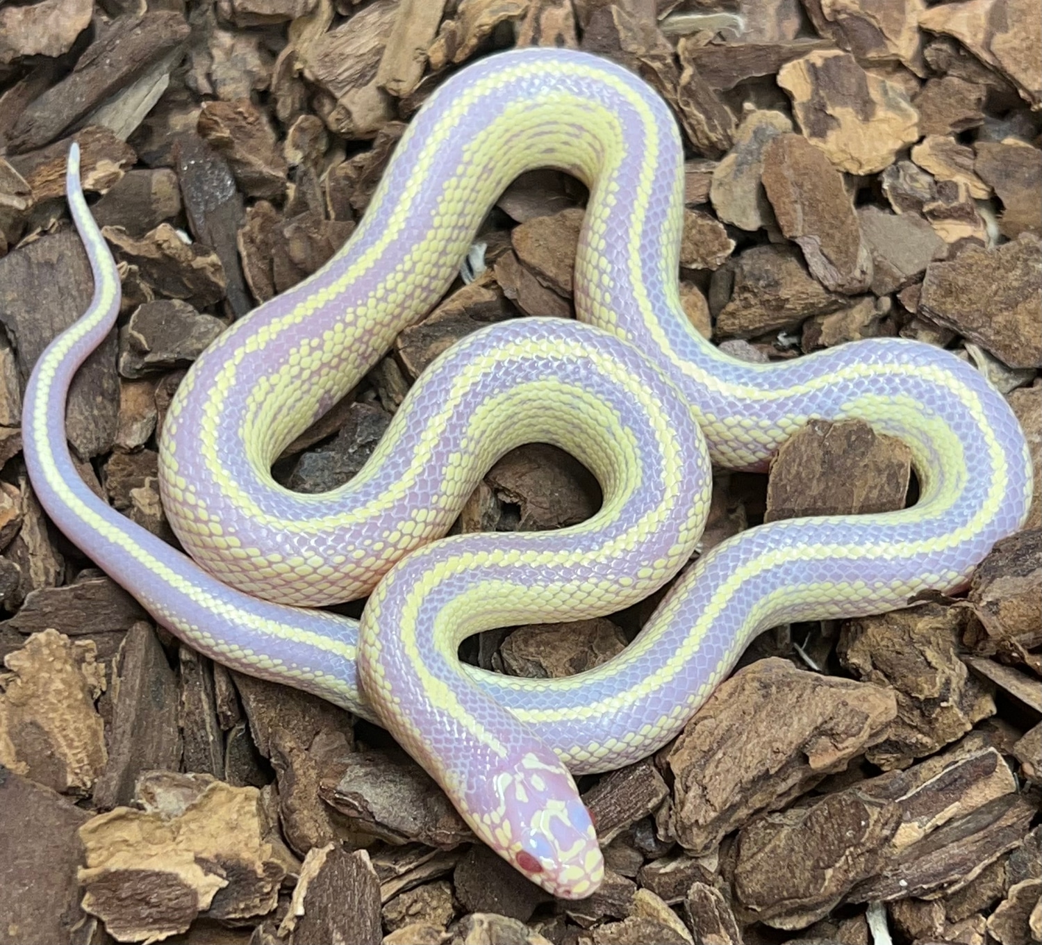 Albino Aberrant Stripe California Kingsnake by Rustys-balls - MorphMarket