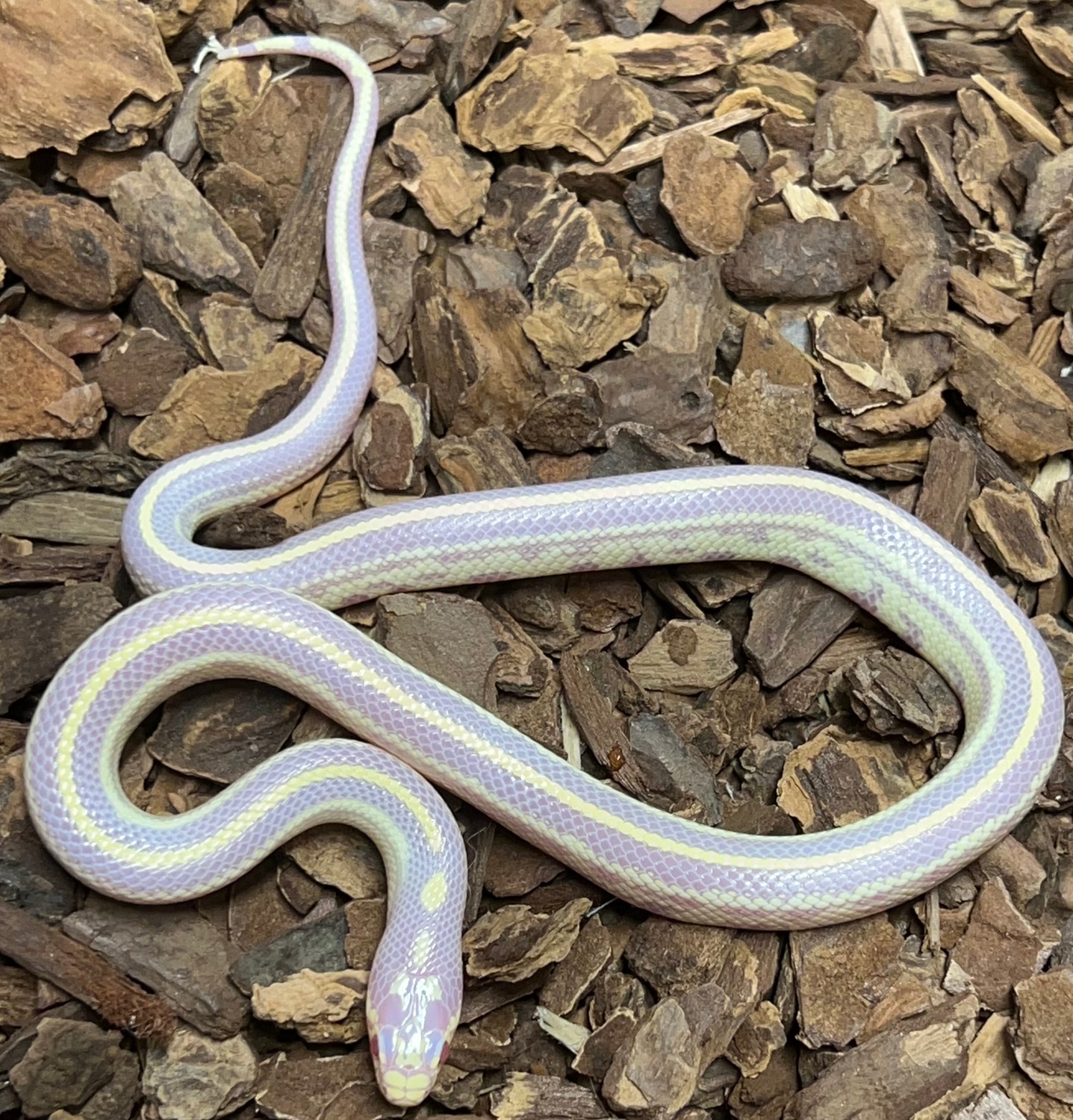 Albino Aberrant Stripe California Kingsnake by Rustys-balls - MorphMarket