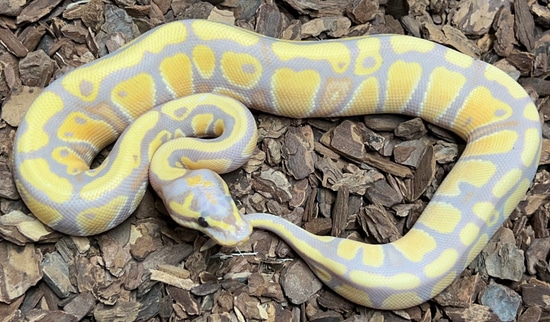 Banana Het Clown 50% Het Hypo Ball Python by Rustys-balls
