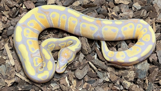 Banana Het Clown 50% Het Hypo Ball Python by Rustys-balls