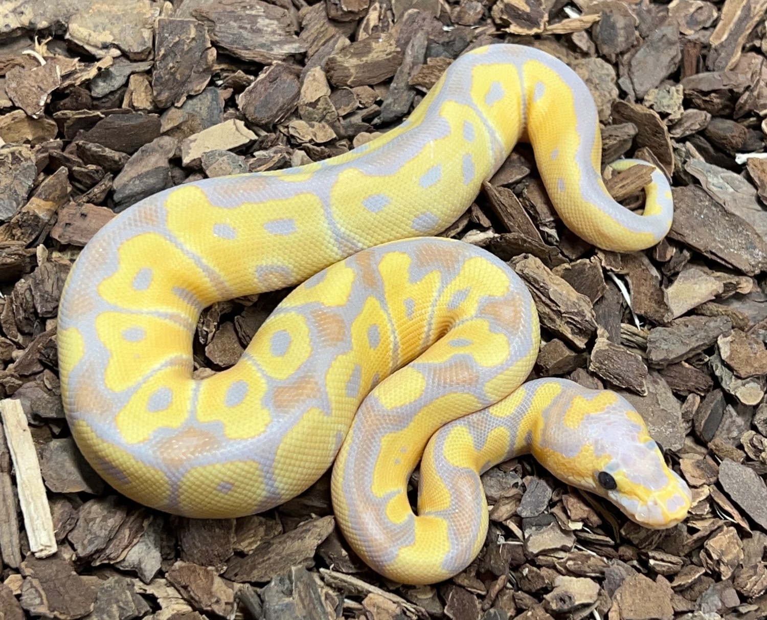Sale. Banana Clown 50% Het Hypo Ball Python by Rustys-balls - MorphMarket